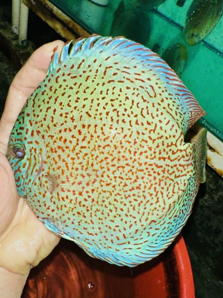 Discus Farms - OzDiscus
