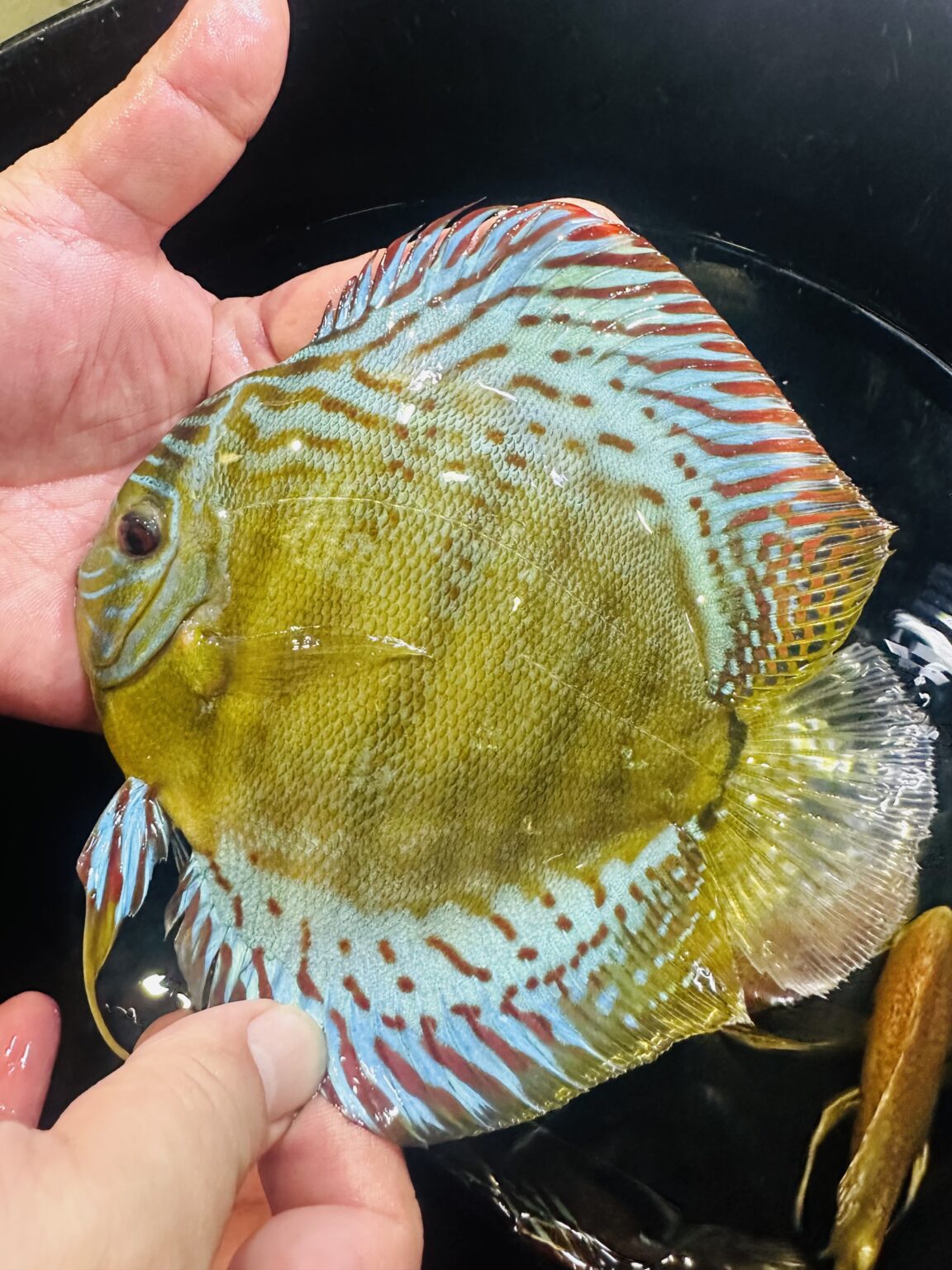 Shop Live Fish For Sale - OzDiscus