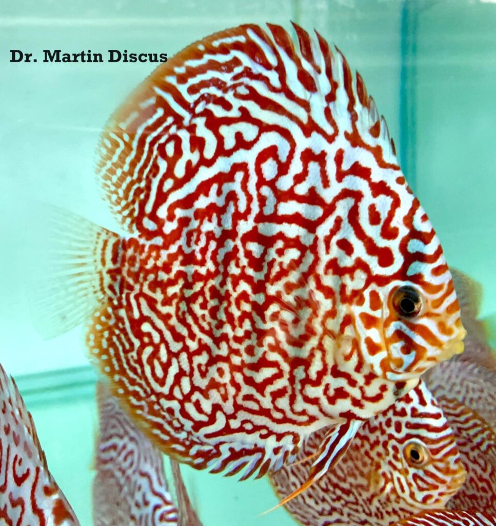 Maze Turquoise 10/11cm BO