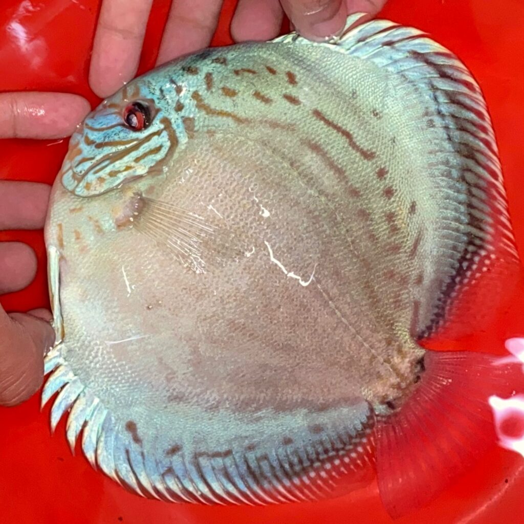 Discus Farms - OzDiscus
