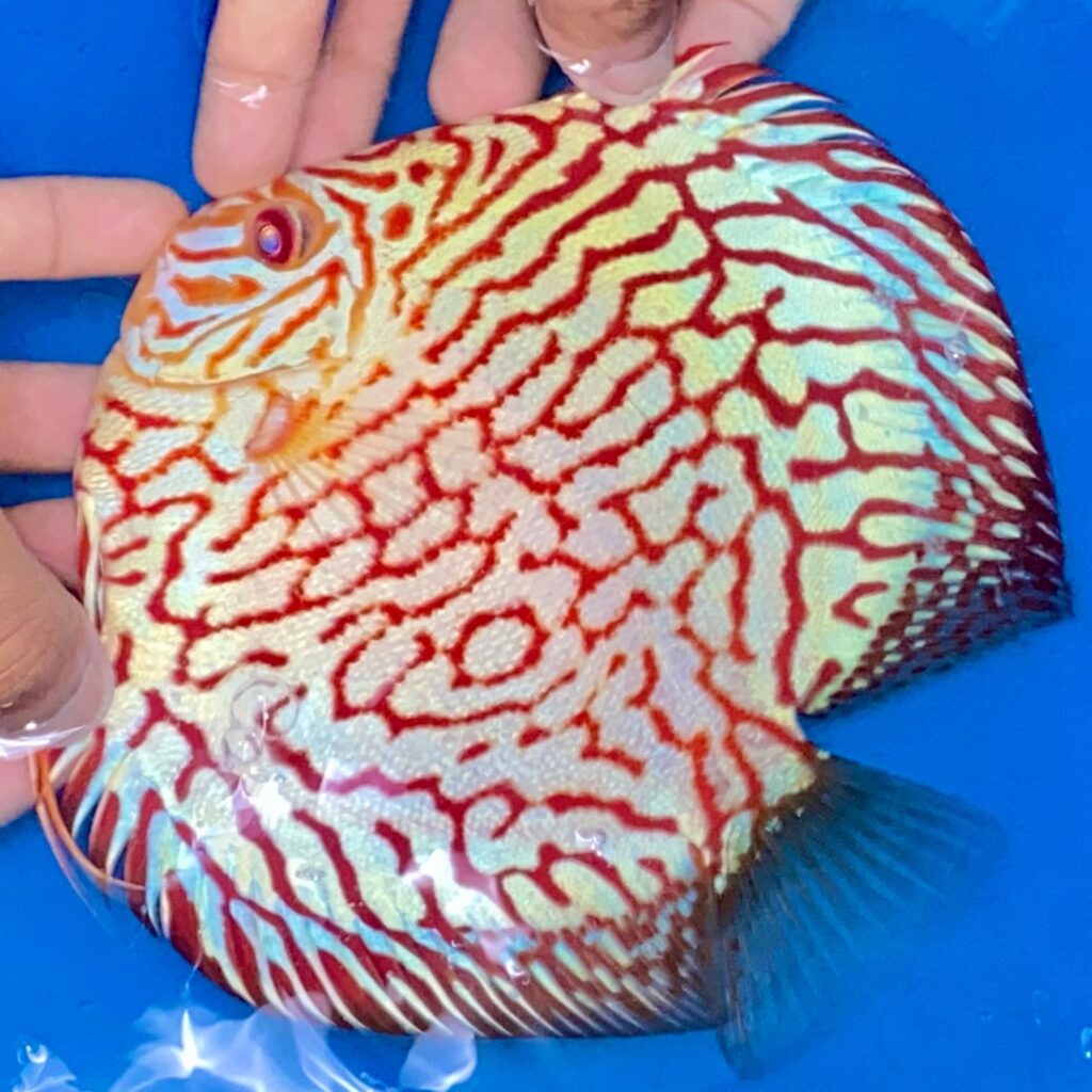 Discus Farms - OzDiscus