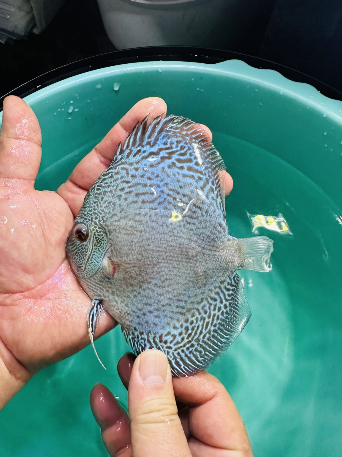 Altum Blue Snakeskin 7-9cm BO - OzDiscus