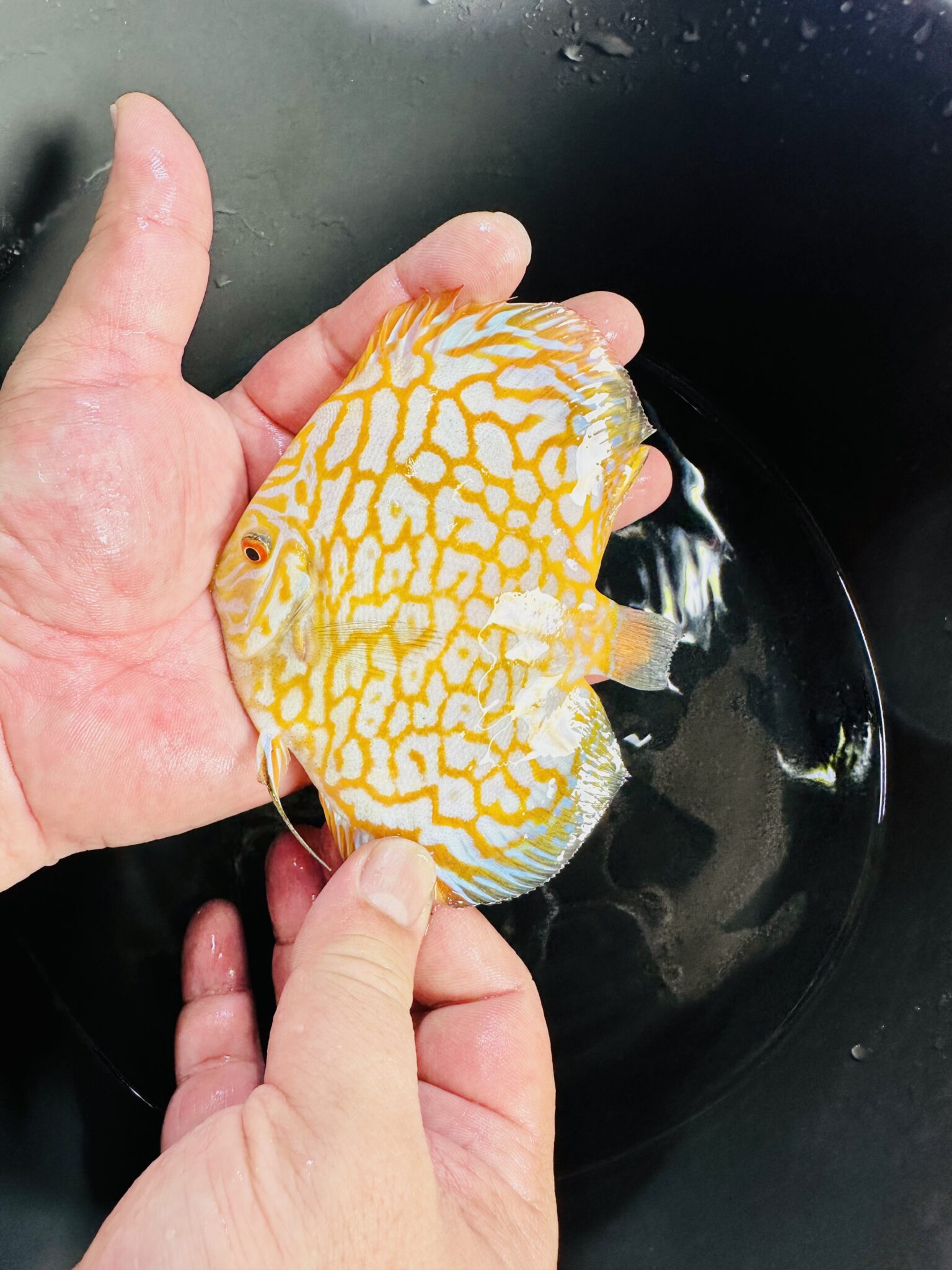 New Release Discus - OzDiscus