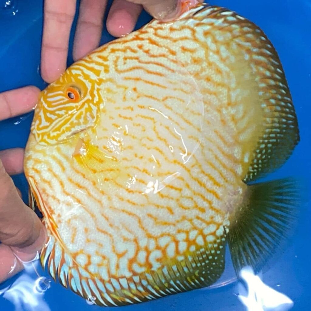 Exclusives - OzDiscus