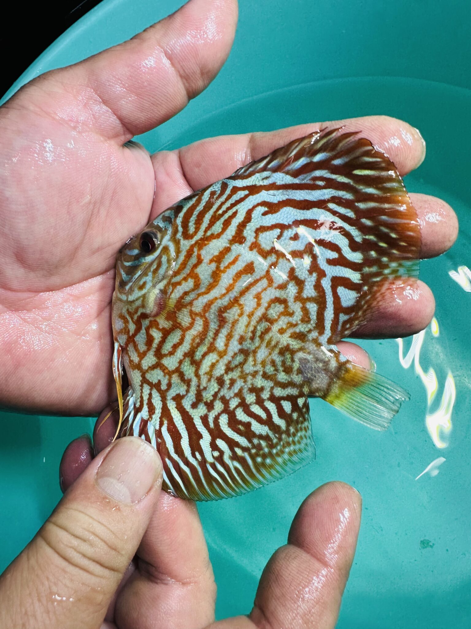 Discus Farms - OzDiscus
