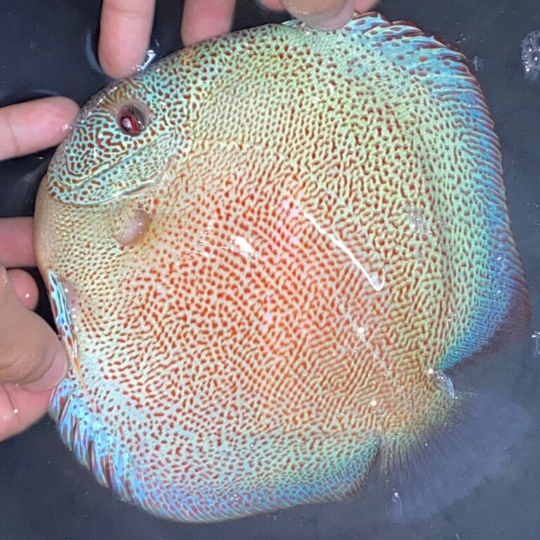 New Release Discus - OzDiscus