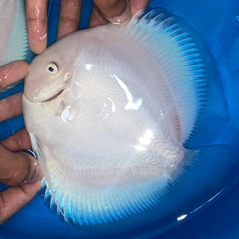 New Release Discus - OzDiscus