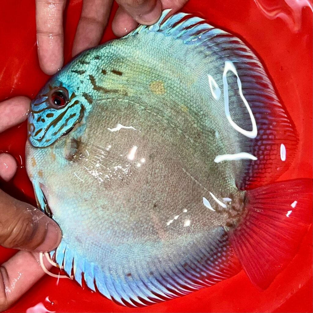 Reflection D 12-13cm - OzDiscus