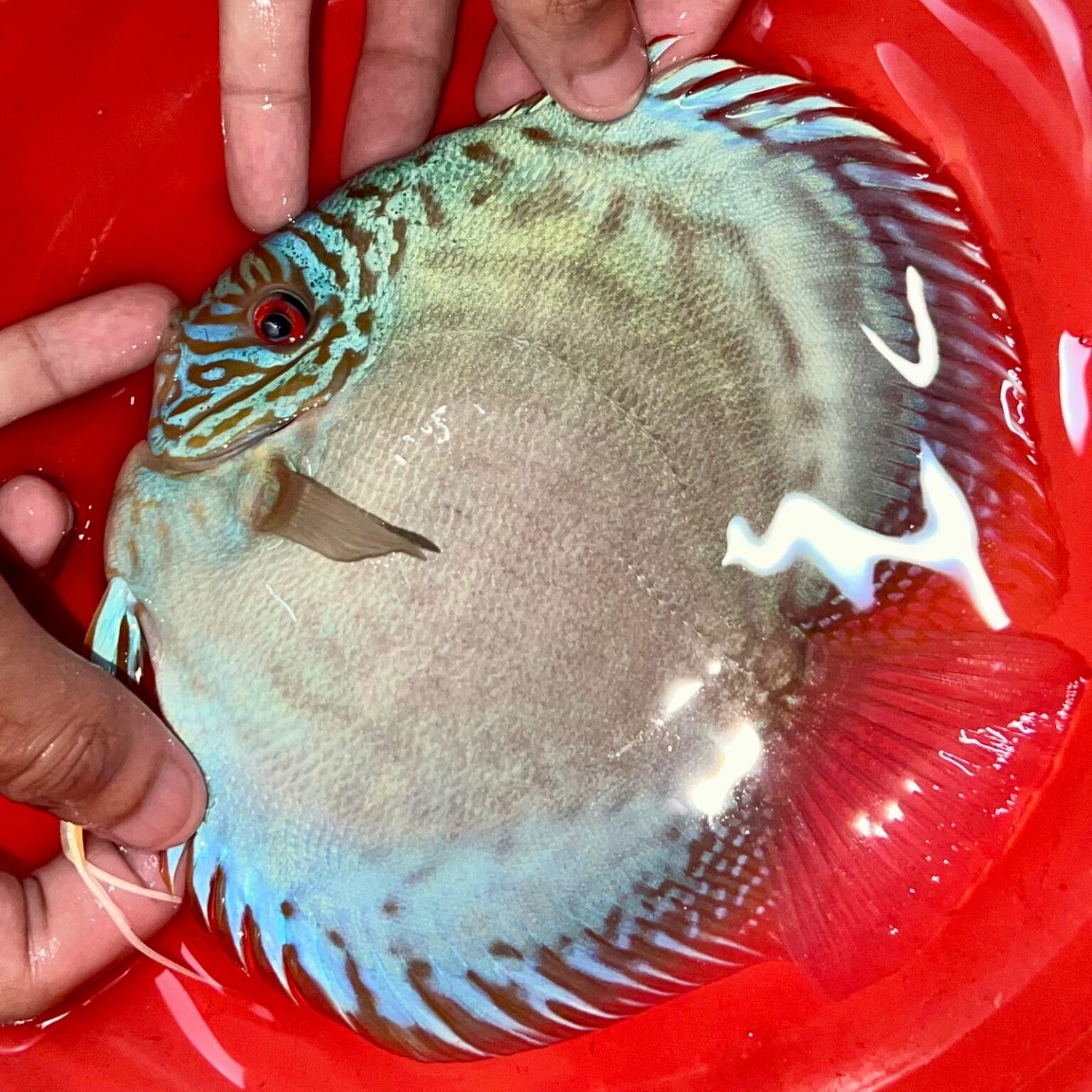 Discus Farms - OzDiscus