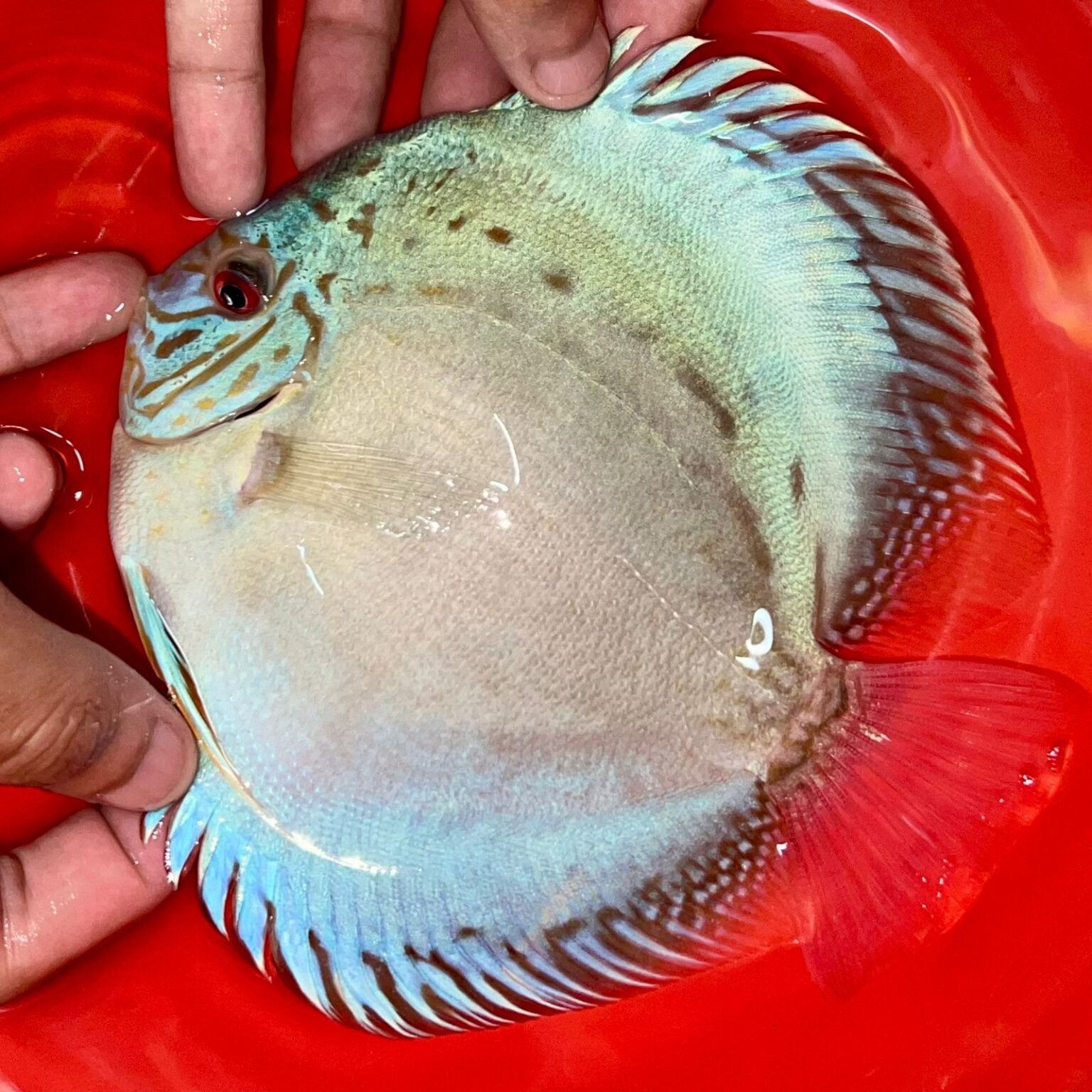 Reflection D 12-13cm - OzDiscus