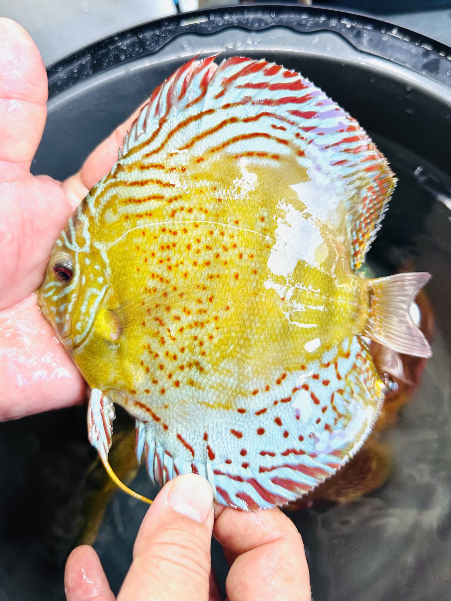 Red Spotted Green 12/13cm BO - OzDiscus