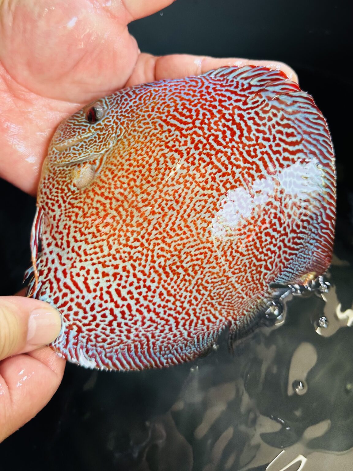 Discus Farms - OzDiscus