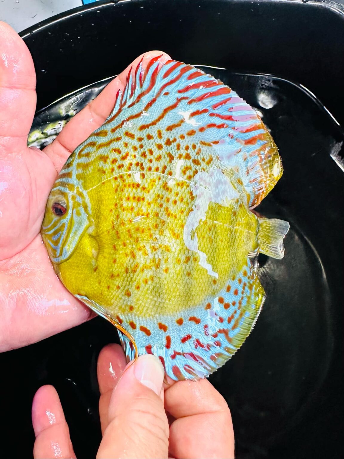 Be the first to review “Red Spotted Green 12/13cm BO” Cancel reply