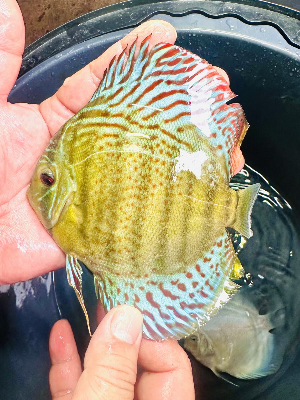 Be the first to review “Red Spotted Green 12/13cm BO” Cancel reply