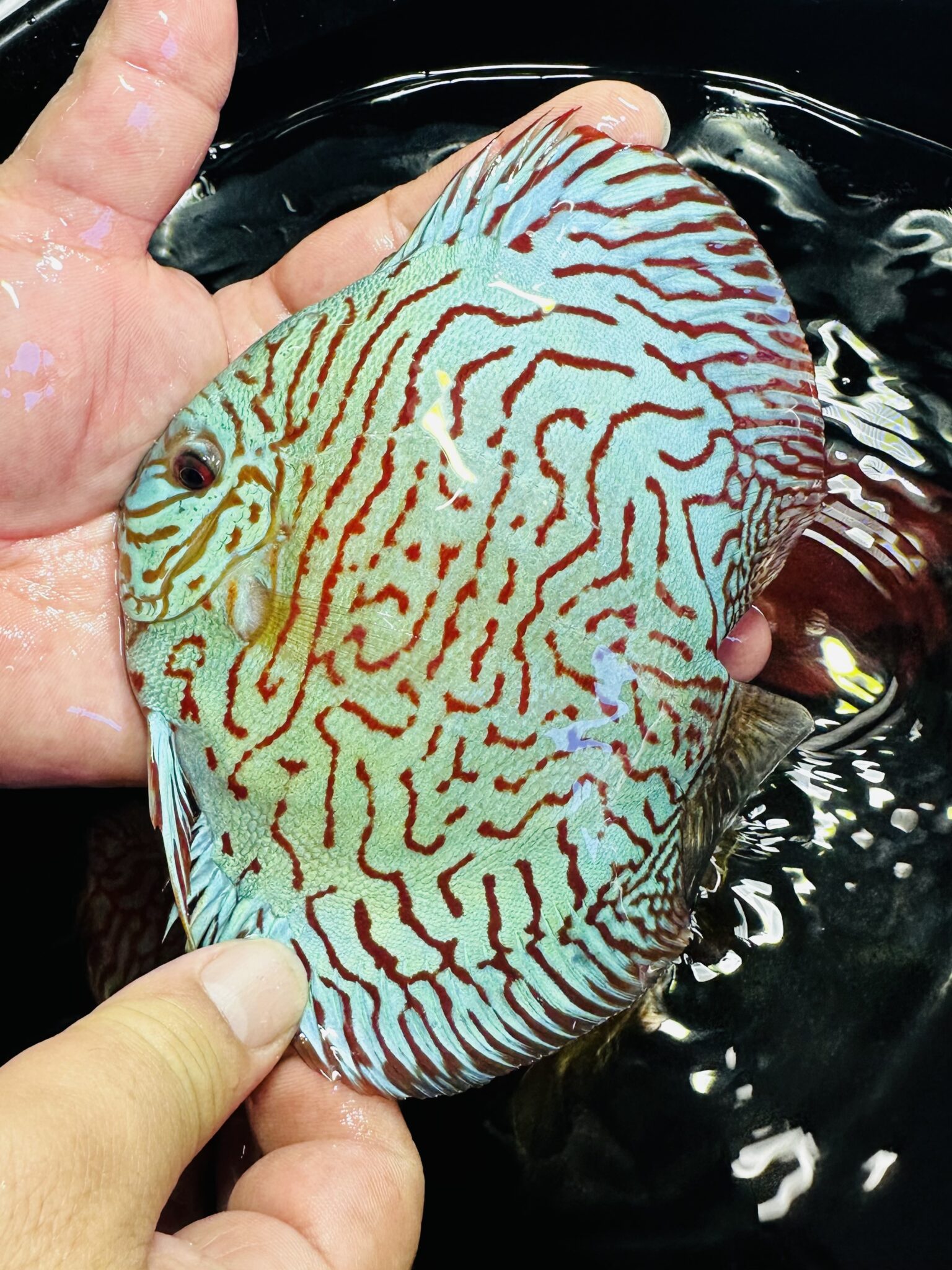 Discus - Page 2 of 7 - OzDiscus