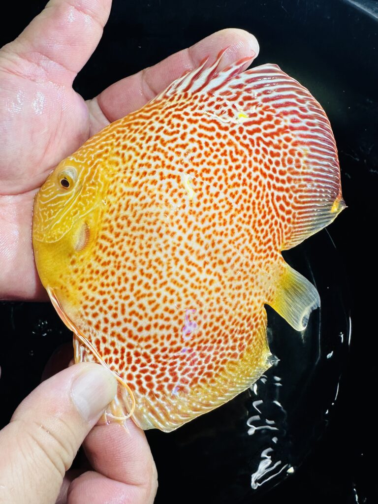 Discus Farms - OzDiscus