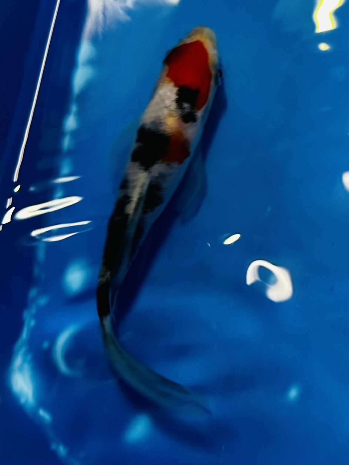 Butterfly Doitsu, Metallic, Tri-colour varieties KOI 12-15cm - OzDiscus