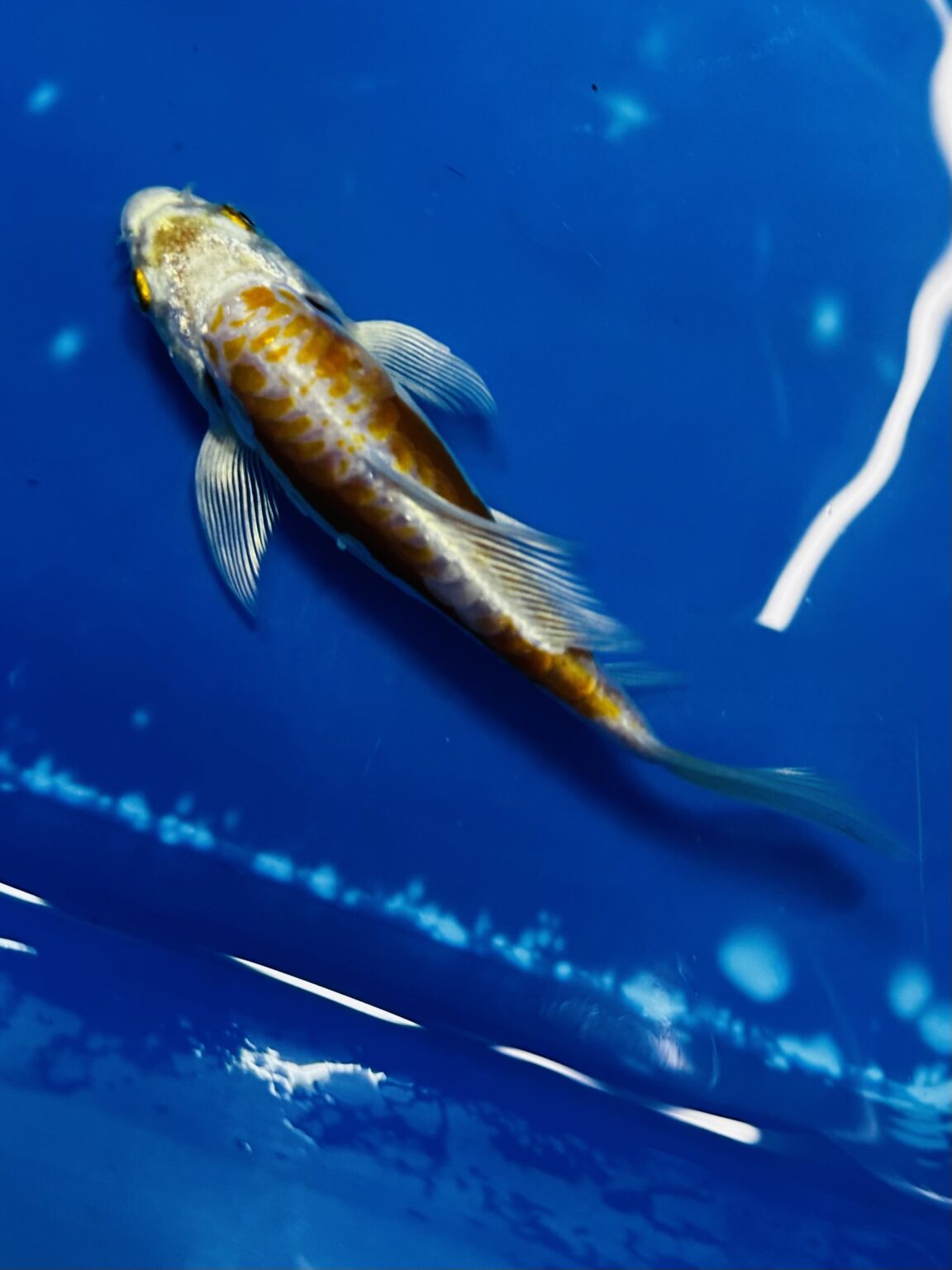 Butterfly Doitsu, Metallic, Tri-colour varieties KOI 12-15cm - OzDiscus