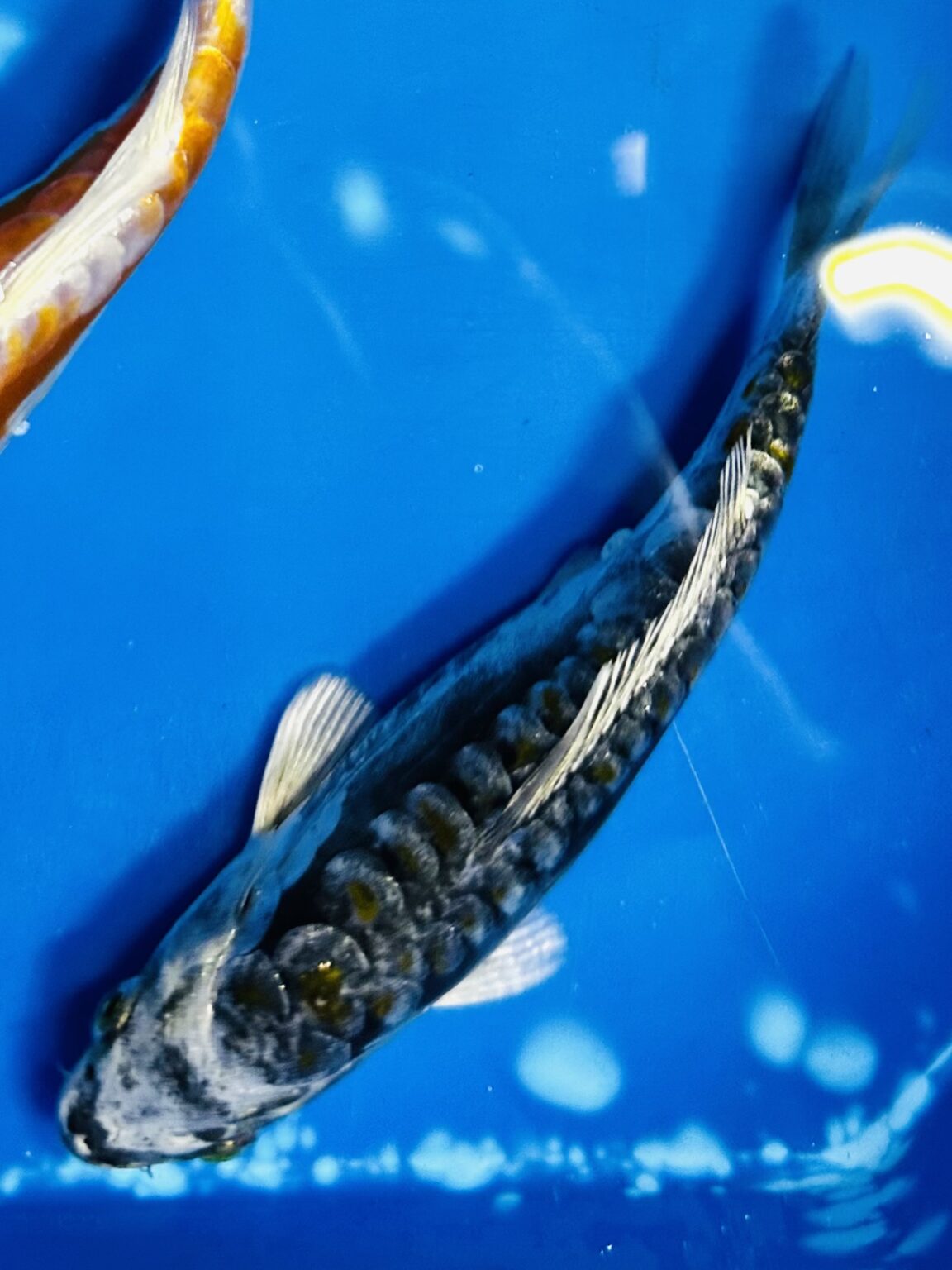 Butterfly Doitsu, Metallic, Tri-colour varieties KOI 12-15cm - OzDiscus