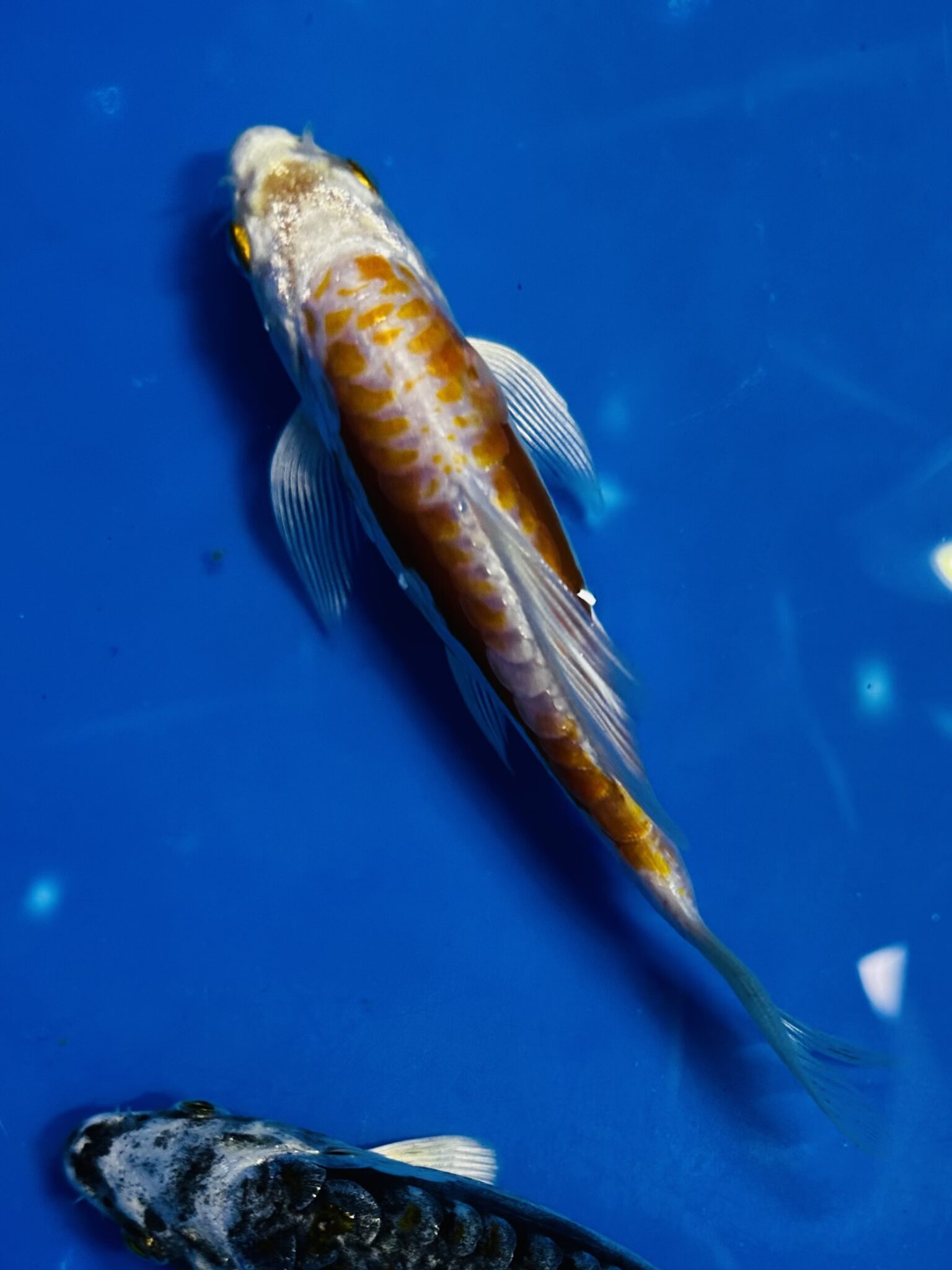 Butterfly Doitsu, Metallic, Tri-colour varieties KOI 12-15cm - OzDiscus