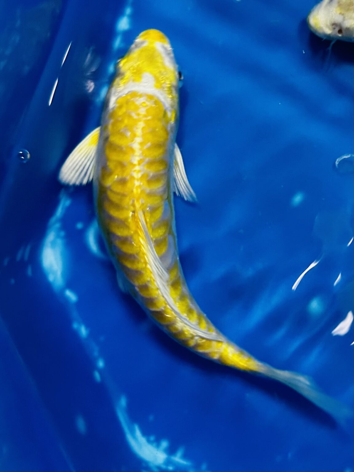 Butterfly Doitsu, Metallic, Tri-colour varieties KOI 12-15cm - OzDiscus