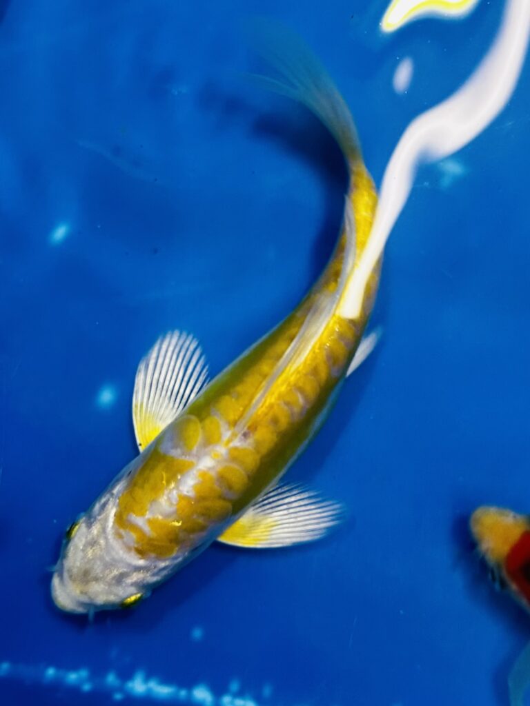 Butterfly Doitsu, Metallic, Tri-colour varieties KOI 12-15cm - OzDiscus