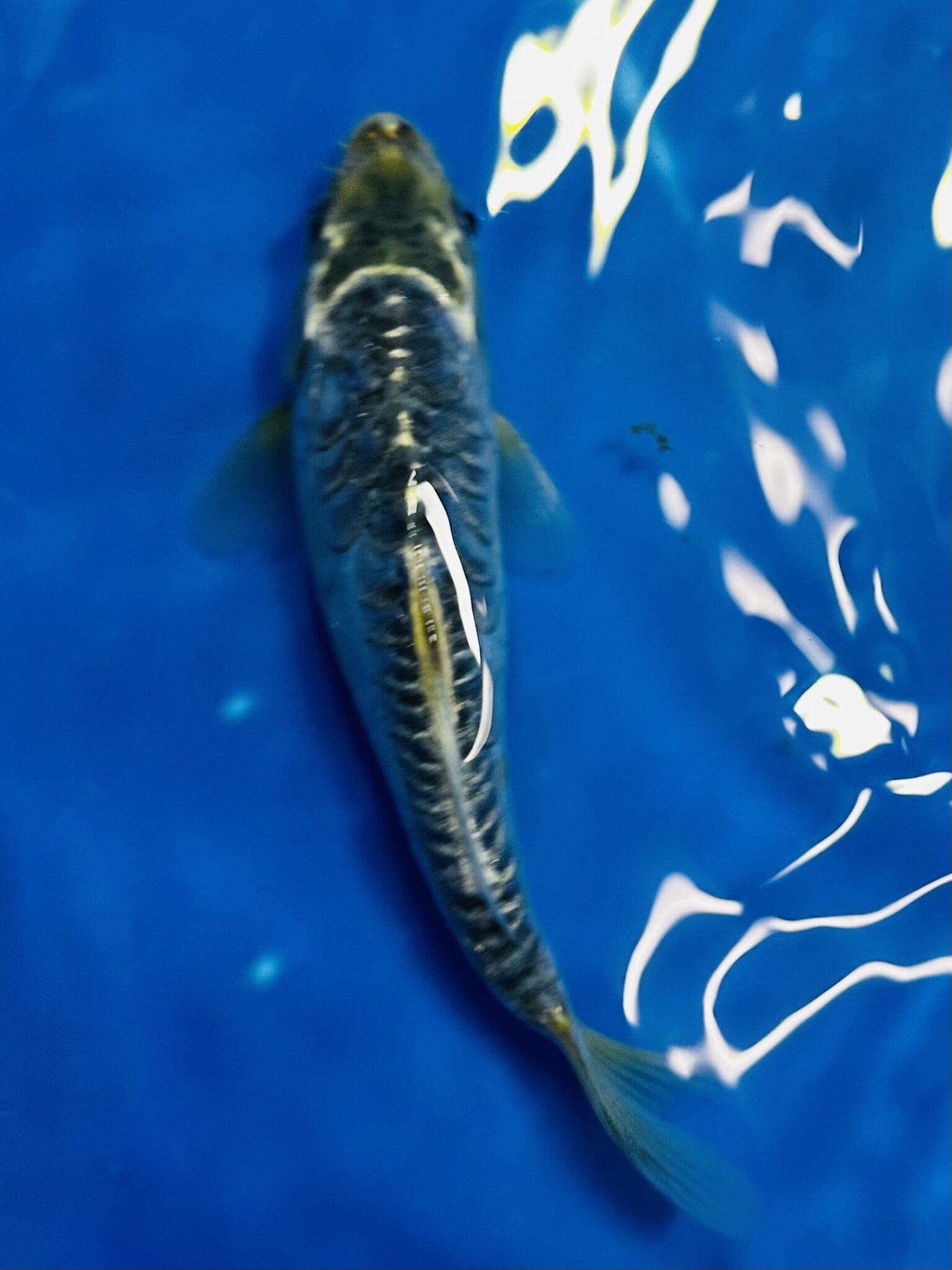 Butterfly Doitsu, Metallic, Tri-colour varieties KOI 12-15cm - OzDiscus