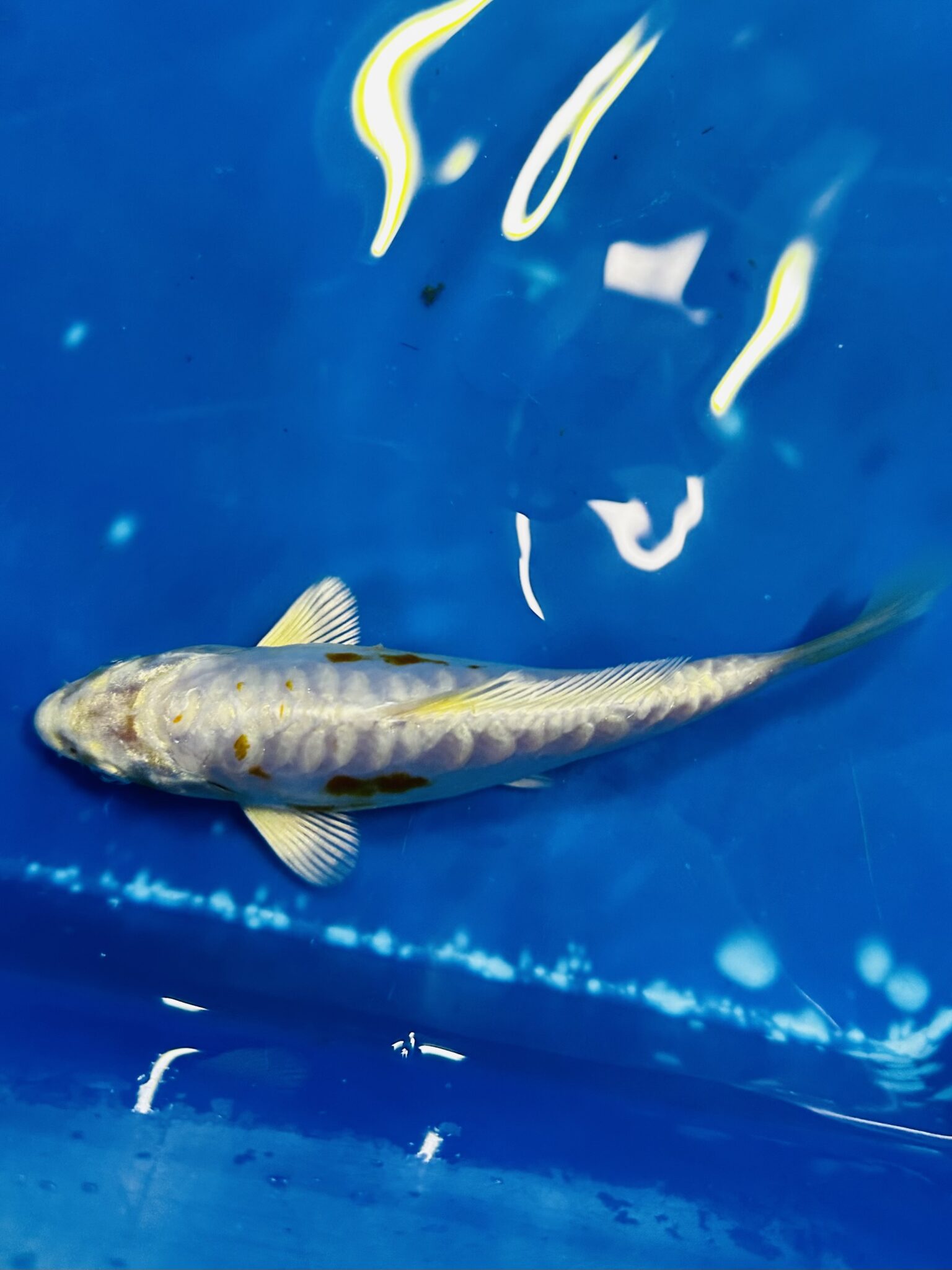 Butterfly Doitsu, Metallic, Tri-colour varieties KOI 12-15cm - OzDiscus