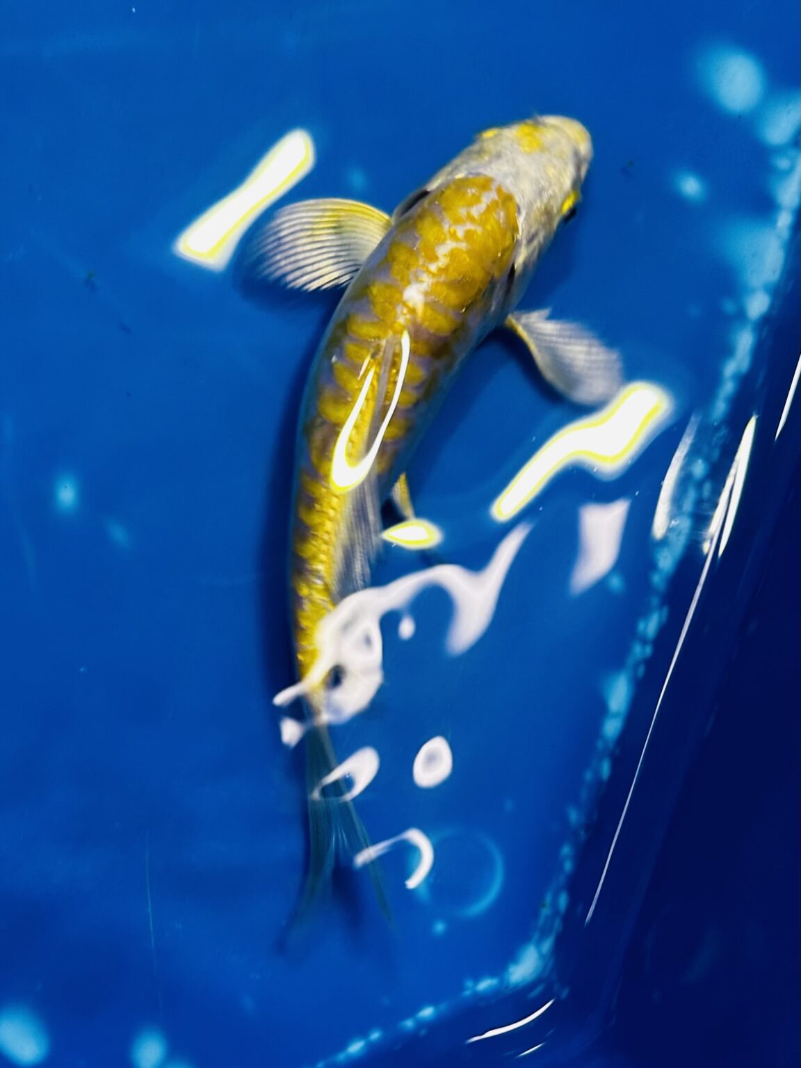 Butterfly Doitsu, Metallic, Tri-colour varieties KOI 12-15cm - OzDiscus