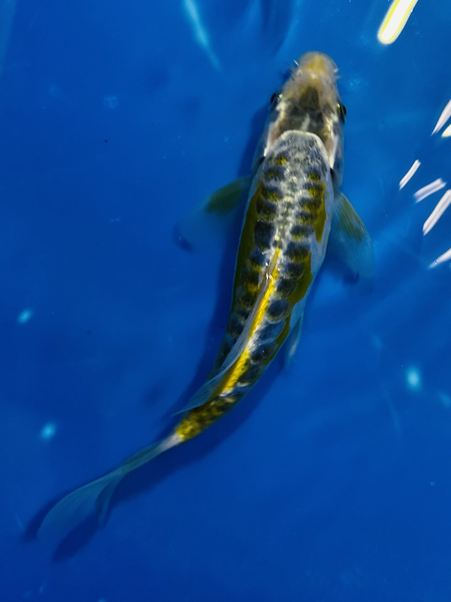 Butterfly Doitsu, Metallic, Tri-colour varieties KOI 12-15cm - OzDiscus