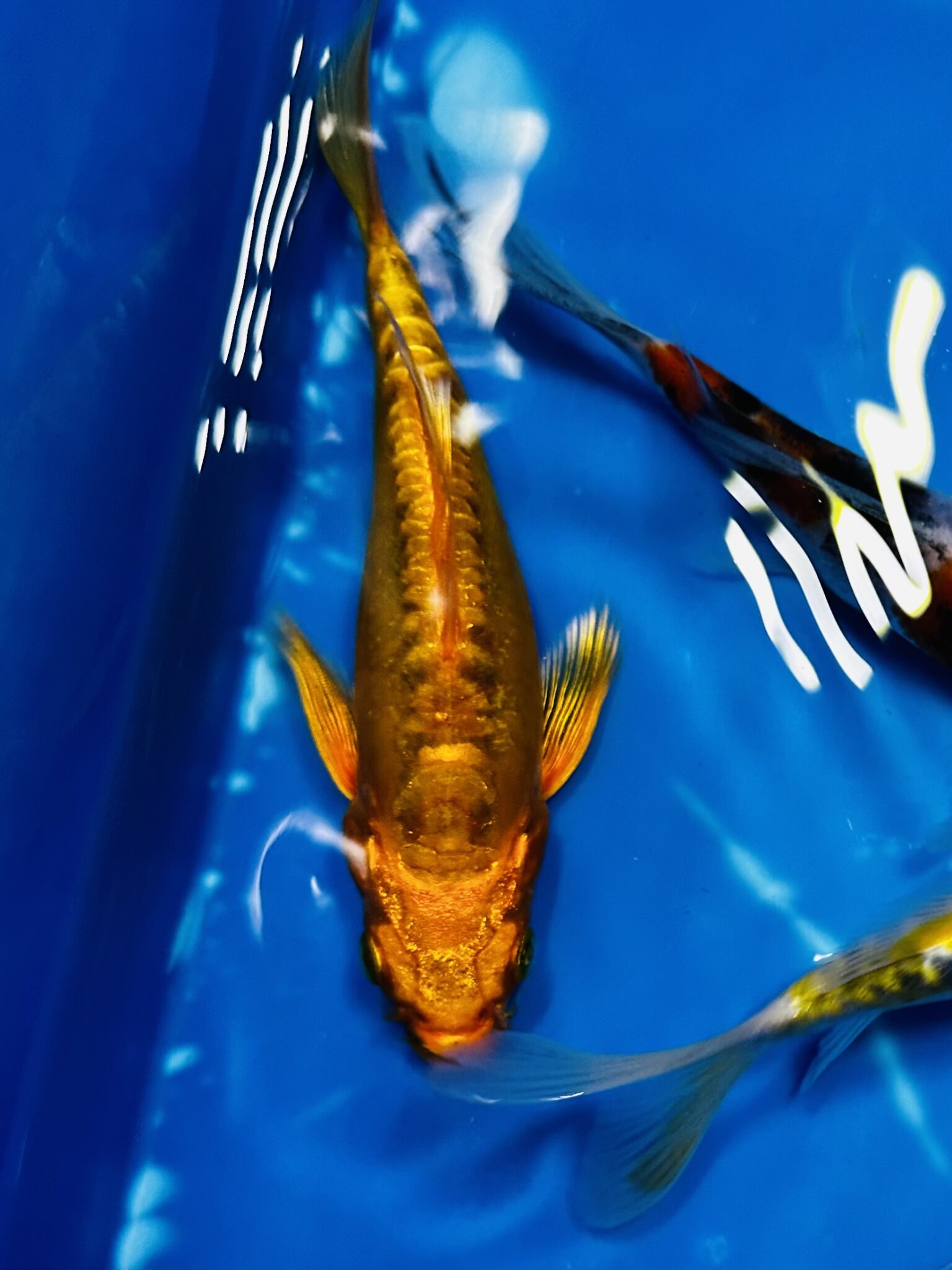 Butterfly Doitsu, Metallic, Tri-colour varieties KOI 12-15cm - OzDiscus