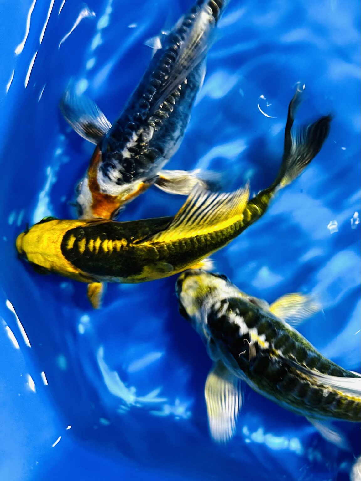 Butterfly Doitsu, Metallic, Tri-colour varieties KOI 12-15cm - OzDiscus
