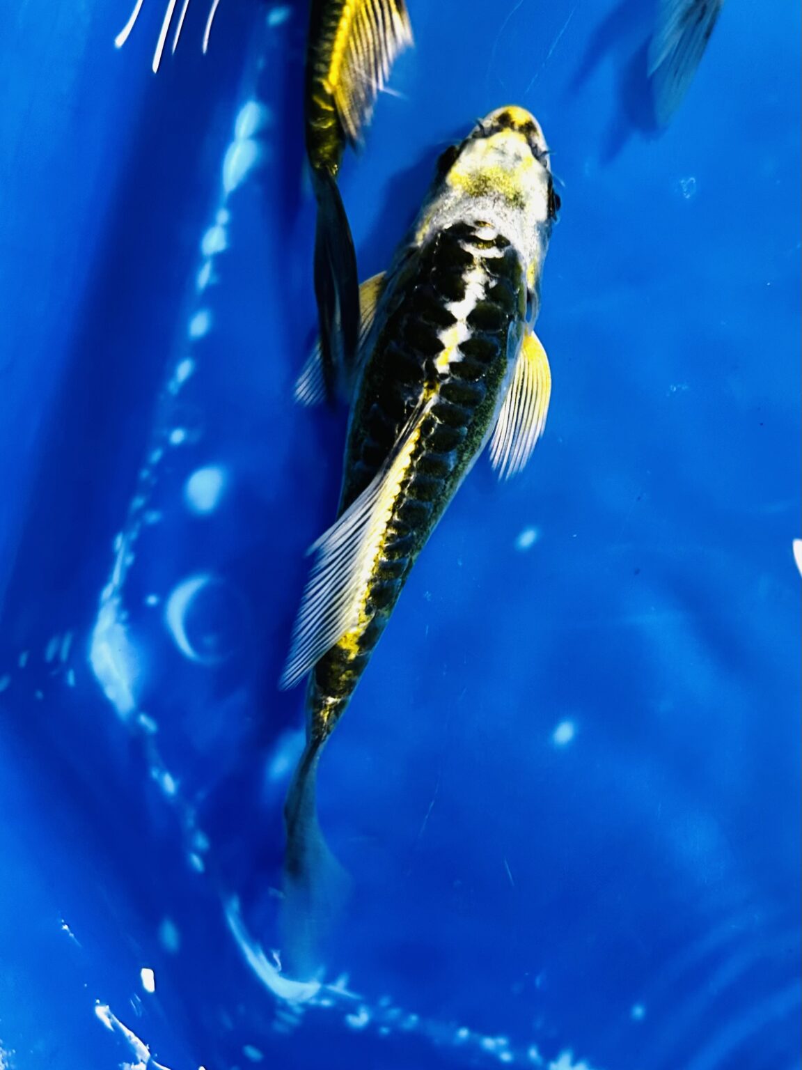 Butterfly Doitsu, Metallic, Tri-colour varieties KOI 12-15cm - OzDiscus