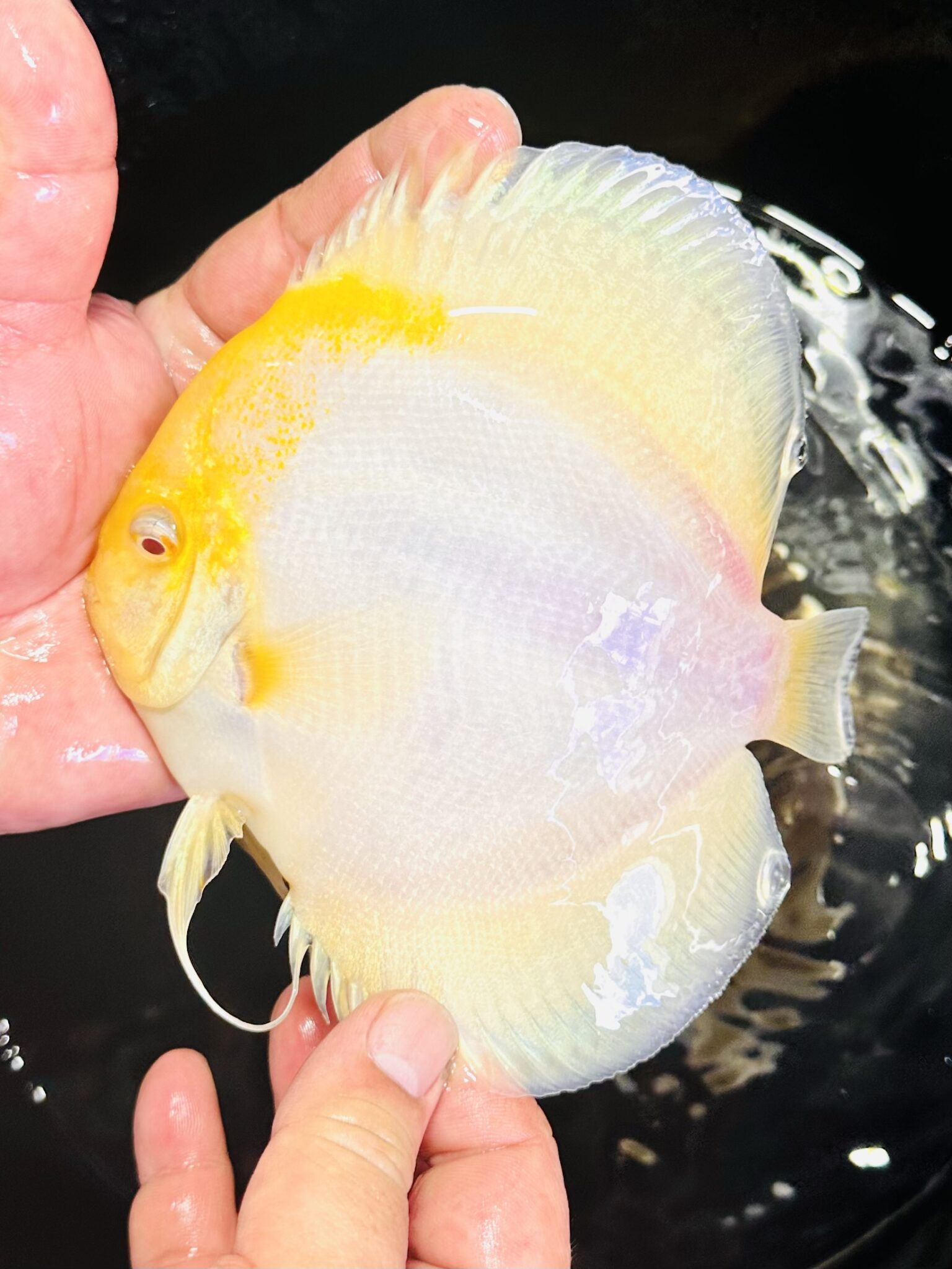 Discus - OzDiscus