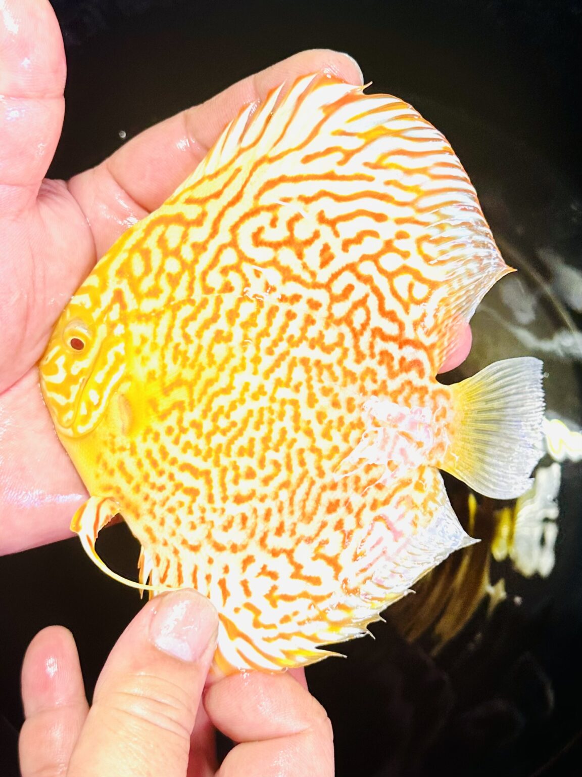 Discus Farms - OzDiscus