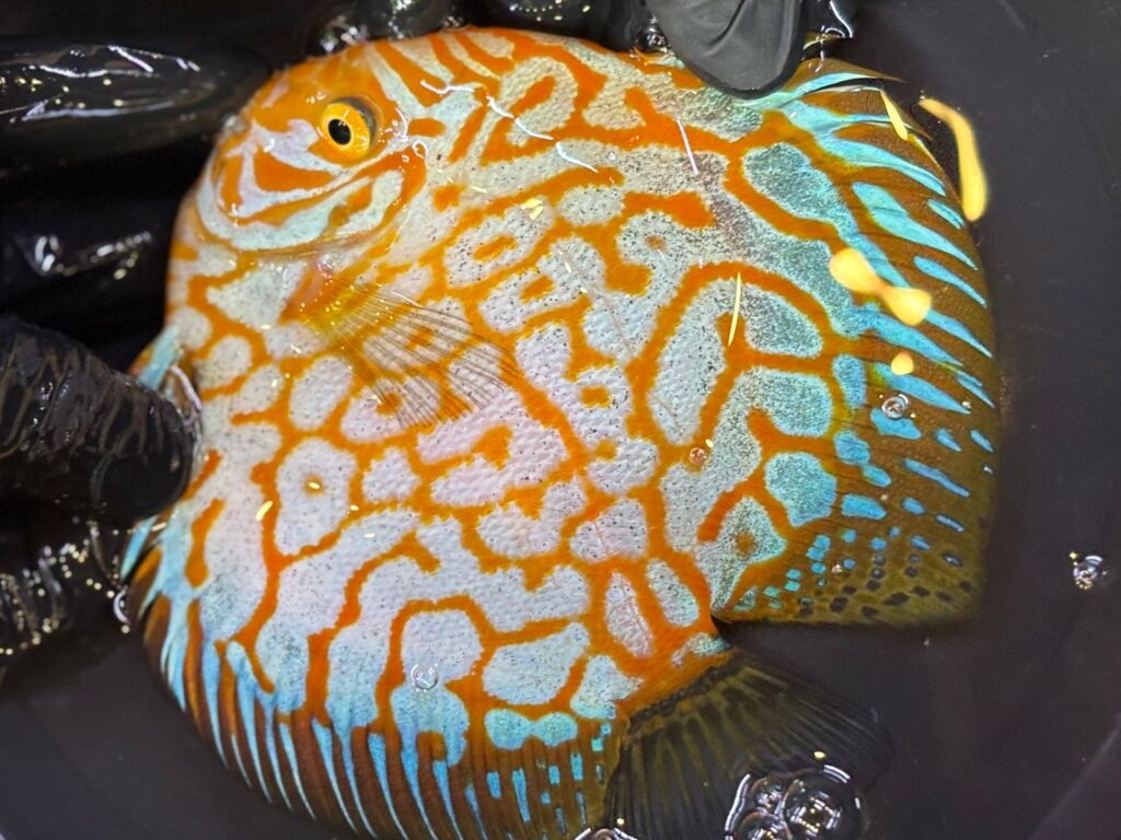 Discus Farms - OzDiscus