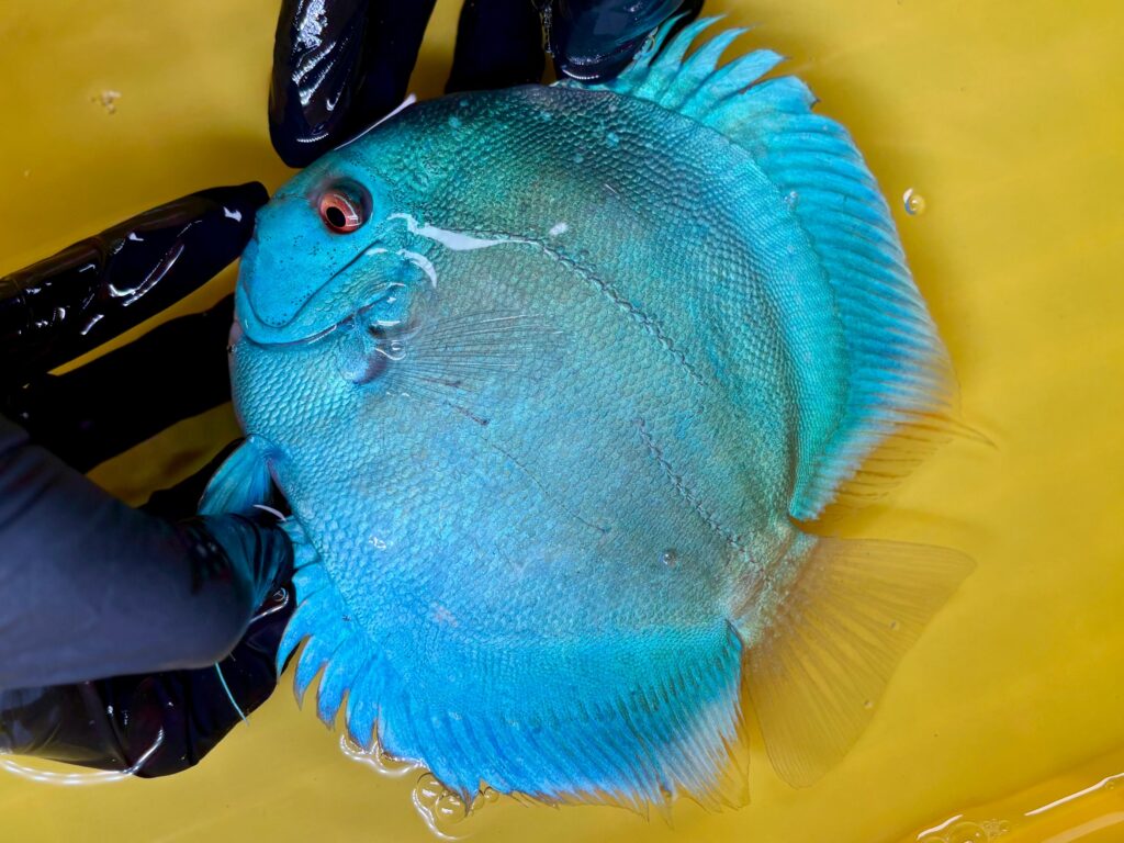 Blue Diamonds Discus 11/12 cm BO - OzDiscus