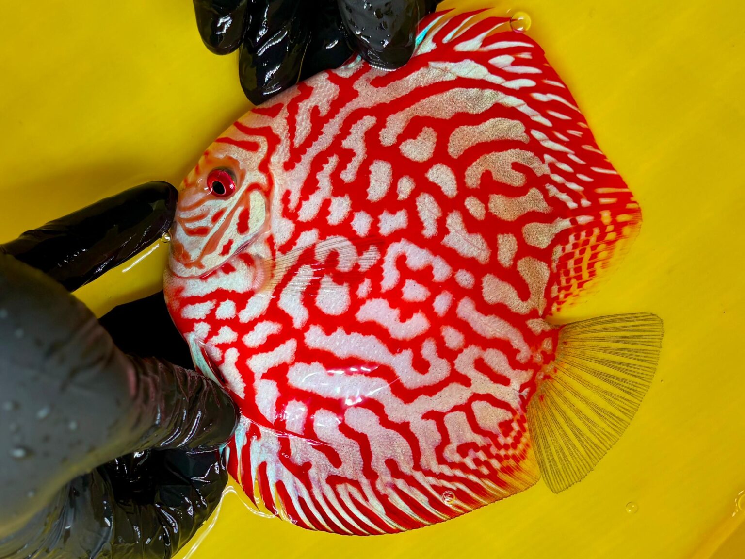 Discus Farms - OzDiscus