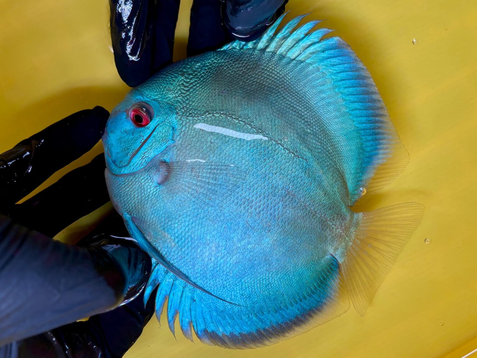 Discus Farms - OzDiscus