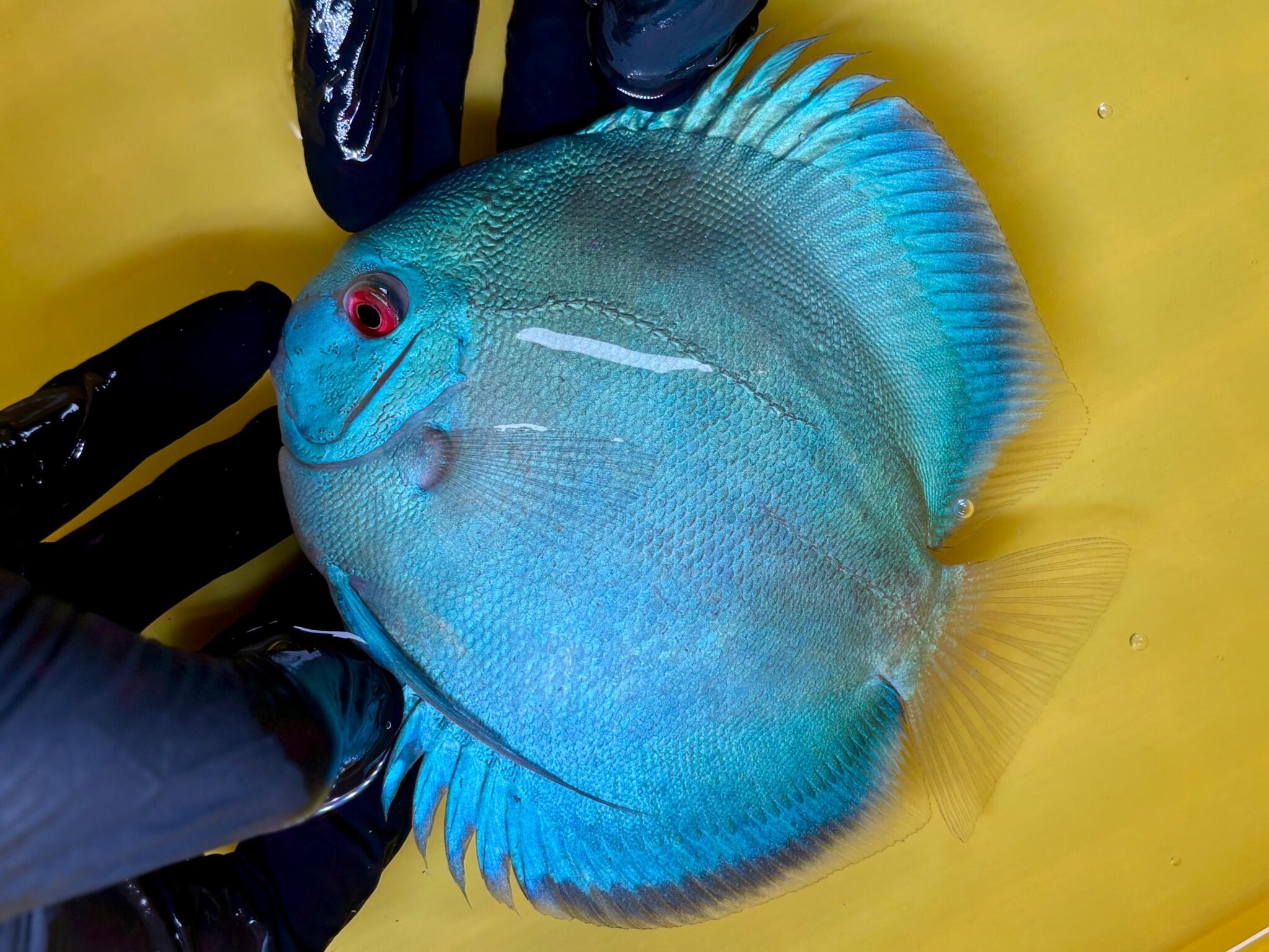 Blue Diamonds Discus 11/12 cm BO - OzDiscus