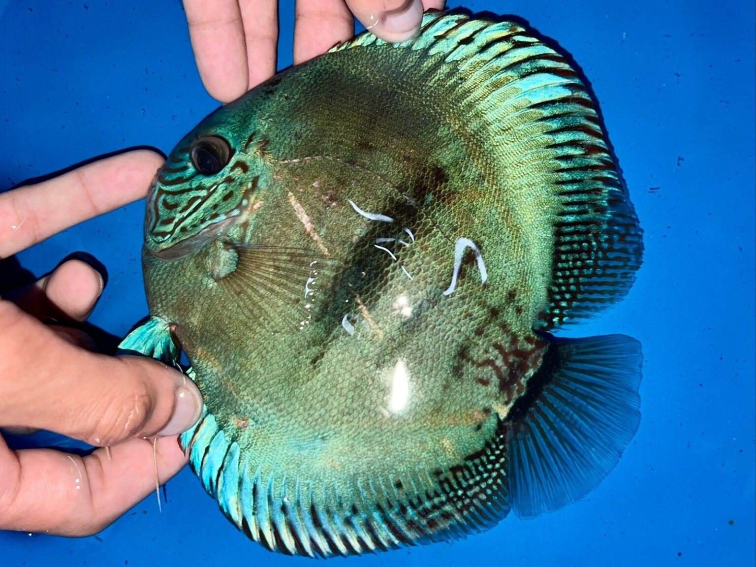 Discus Farms - OzDiscus