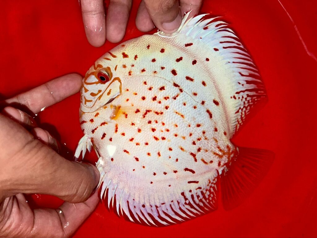 Discus Farms - OzDiscus