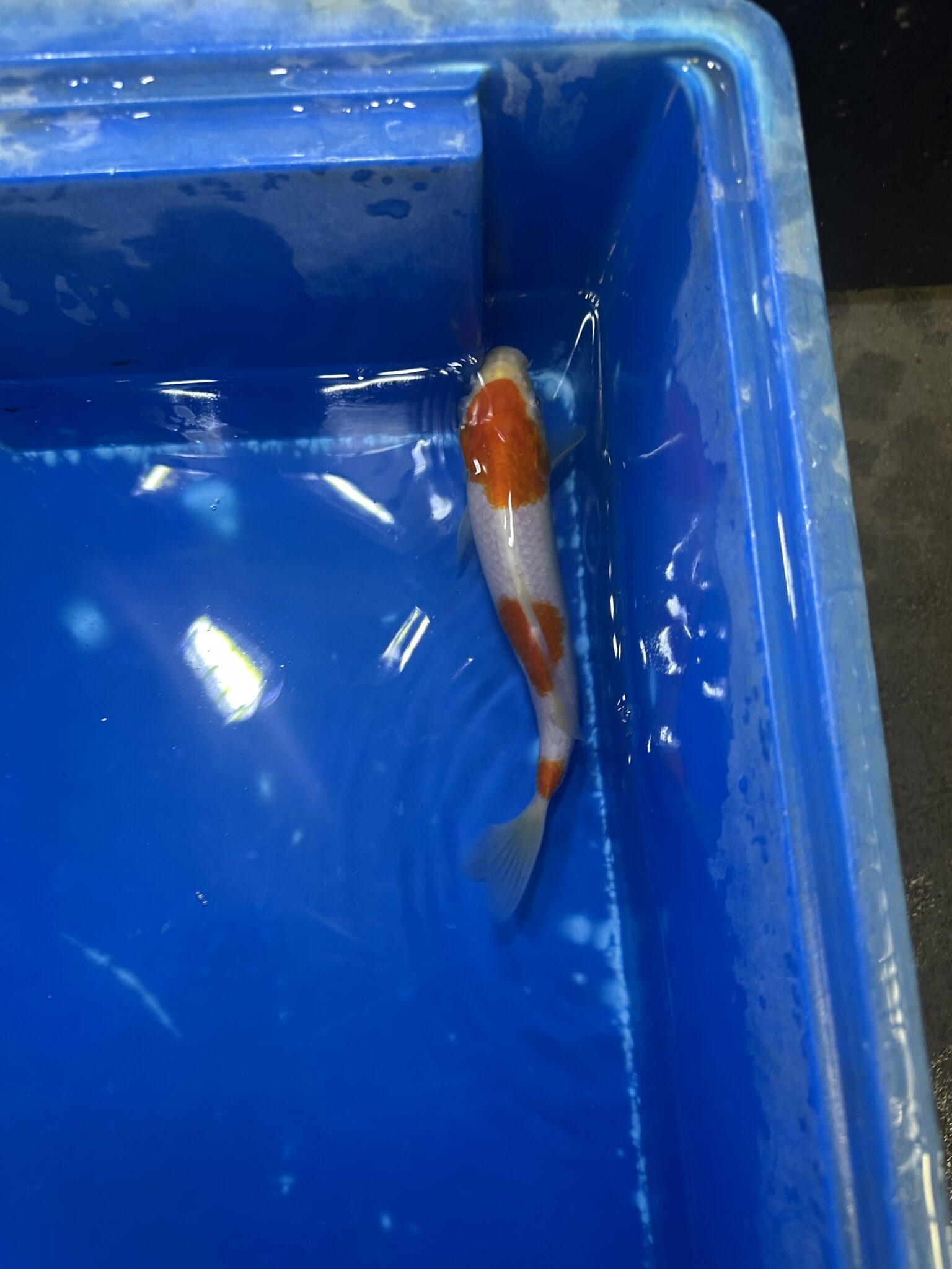 3 steps Kohaku 18cm - OzDiscus