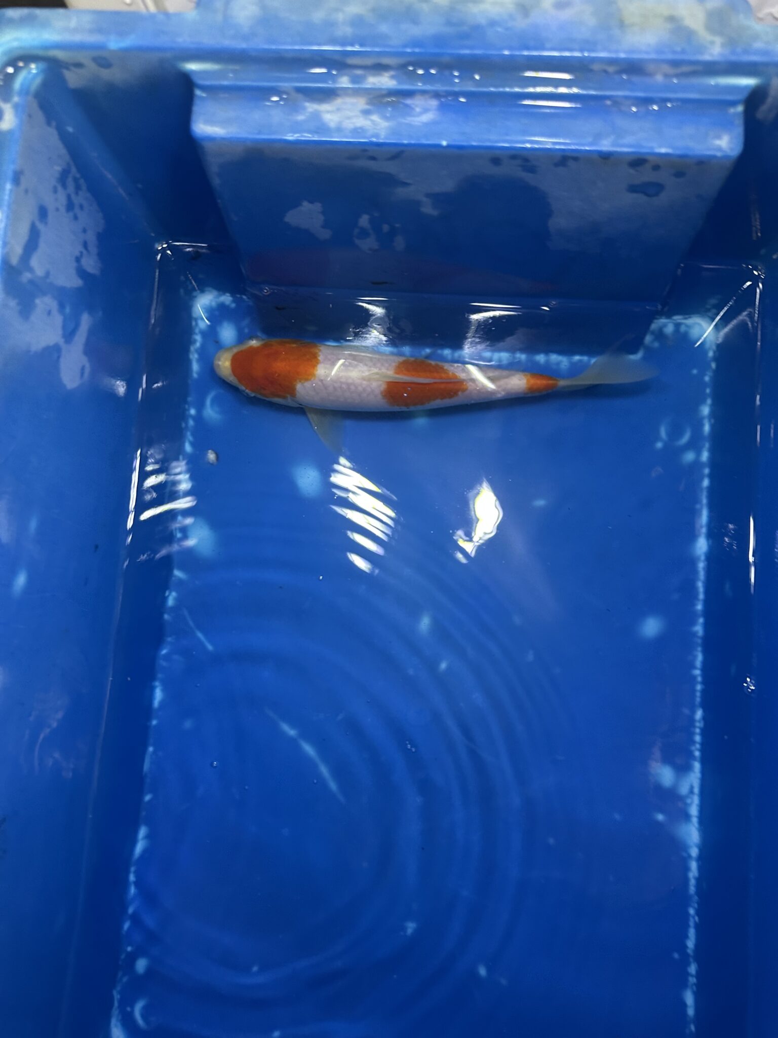 3 steps Kohaku 18cm - OzDiscus