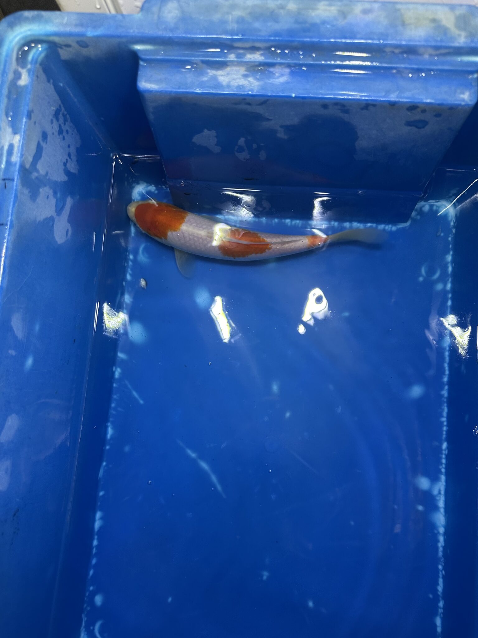 3 steps Kohaku 18cm - OzDiscus