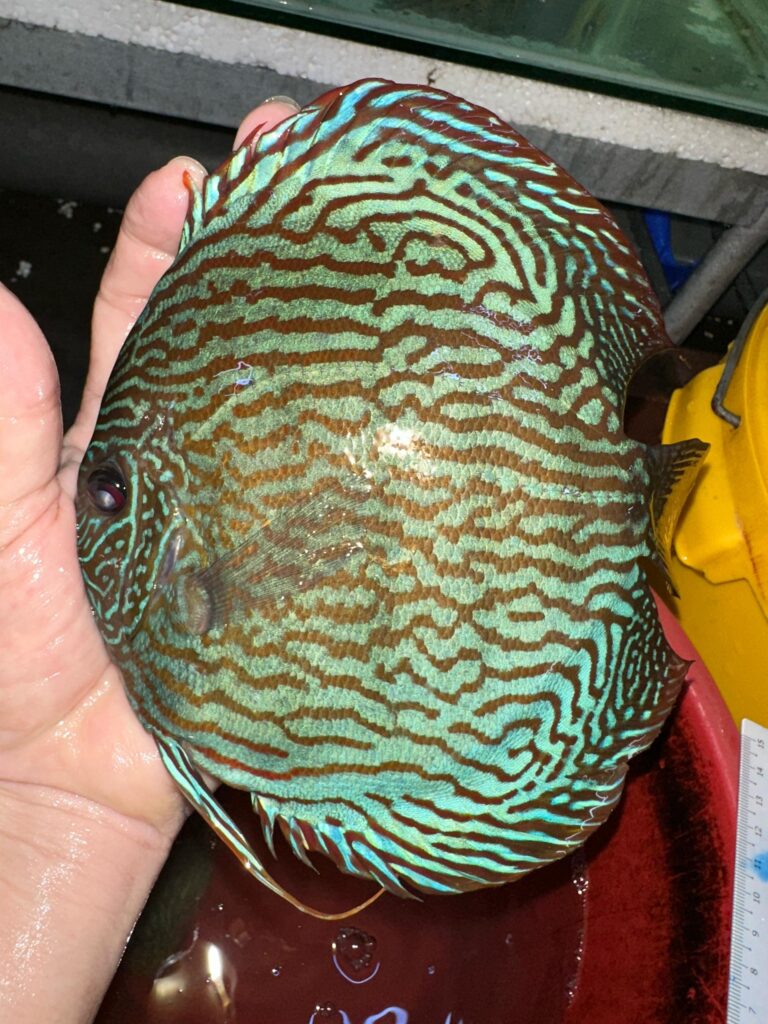 Shop Live Fish For Sale - OzDiscus