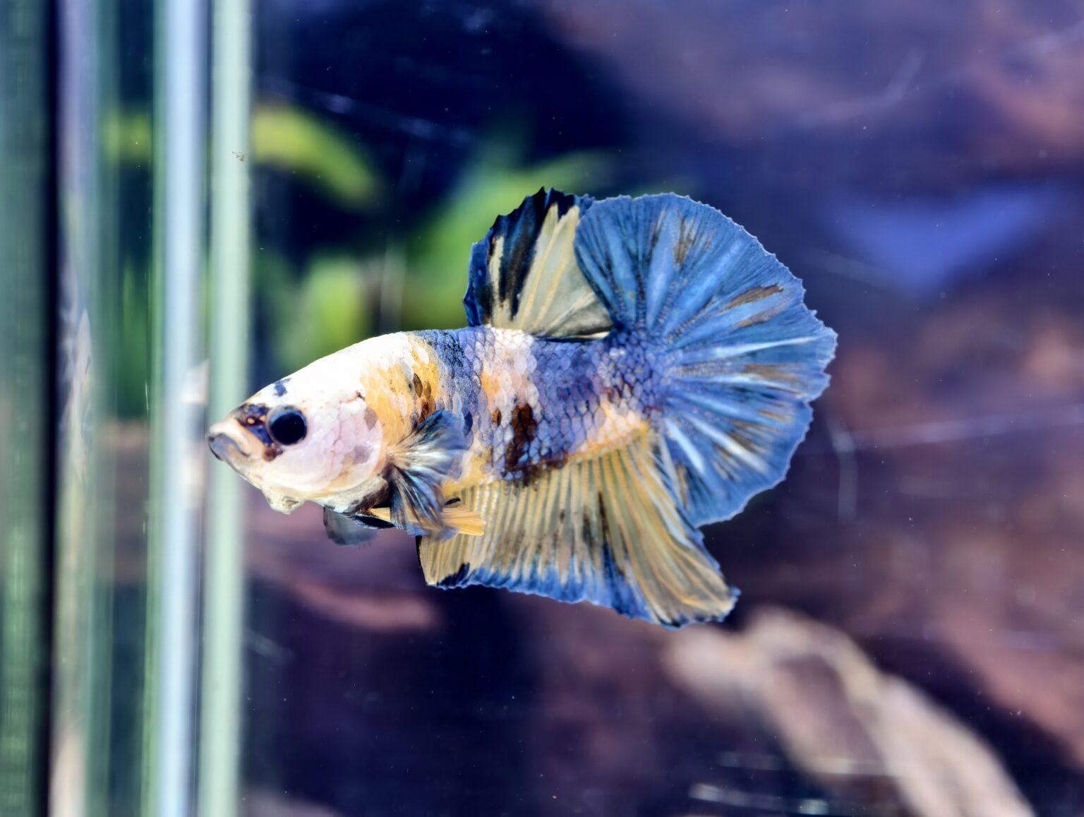 Shop Live Fish For Sale - OzDiscus