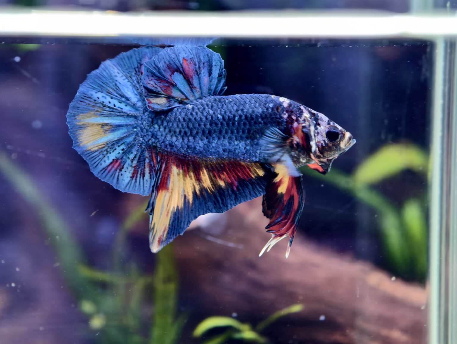 Shop Live Fish For Sale - OzDiscus