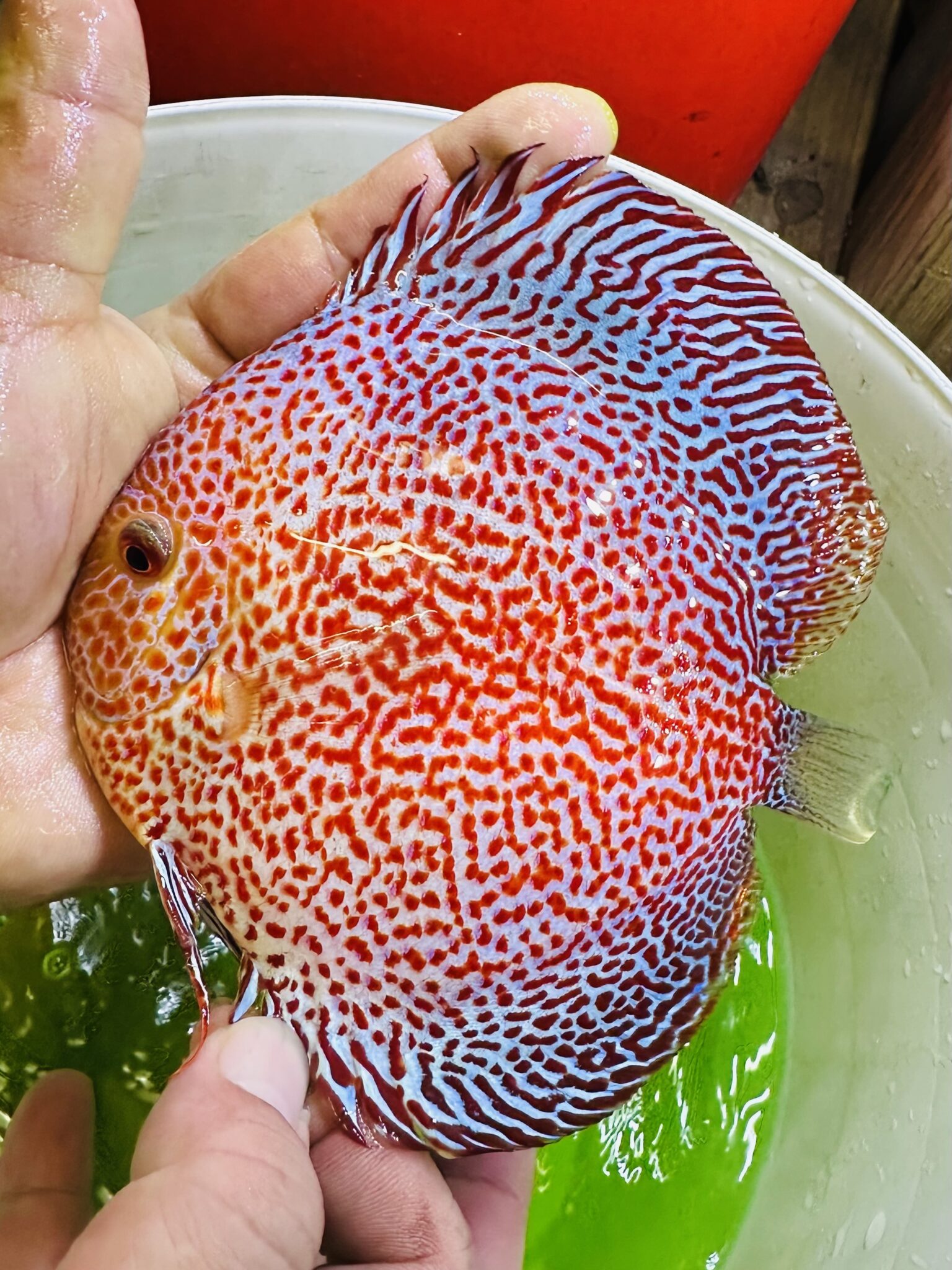 Discus - Page 3 of 7 - OzDiscus