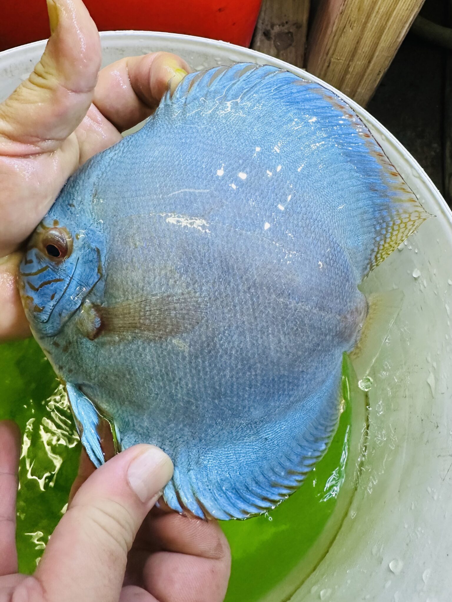 Discus Farms - OzDiscus